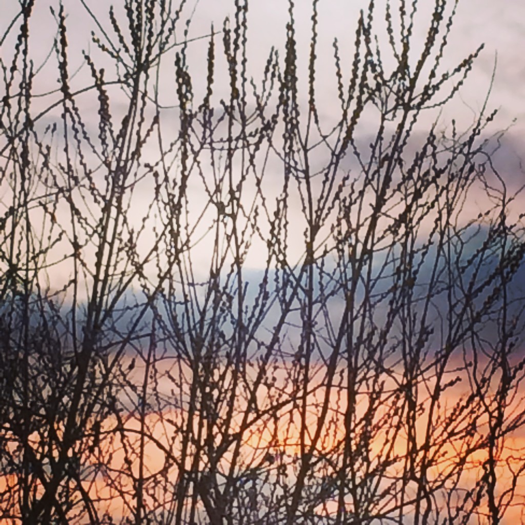 I have an affinity for trees – Penelope J Morrow
